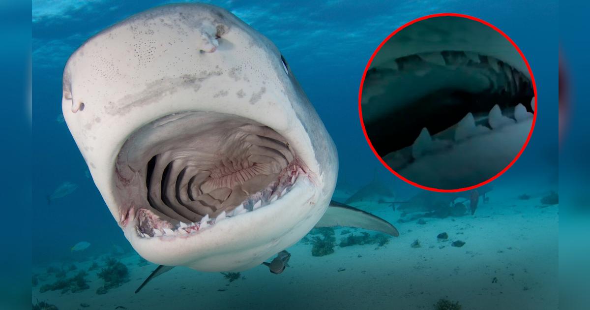 Tiburón se tragó un celular y quedaron grabadas las increíbles imágenes ...