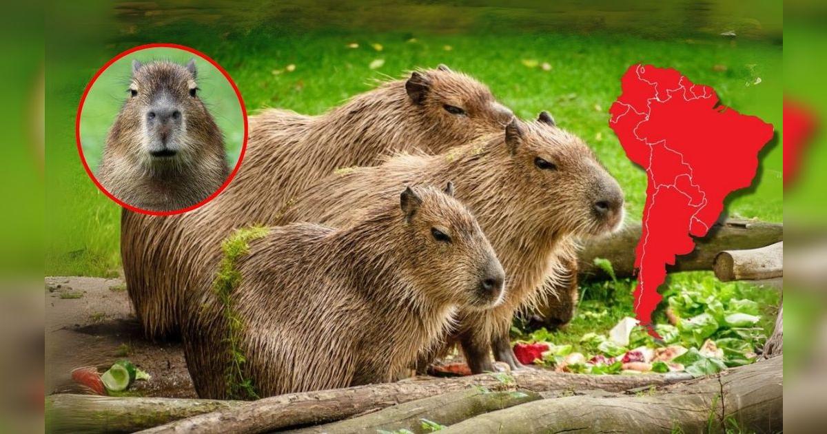 capibara | El roedor amazónico de Sudamérica que es tendencia en redes ...