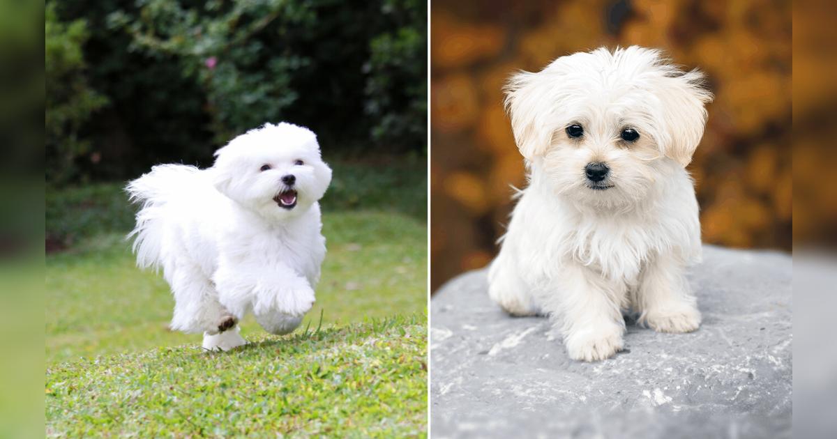 Bichón Maltés| La raza de perro 'más cariñosa' no es el Golden ...