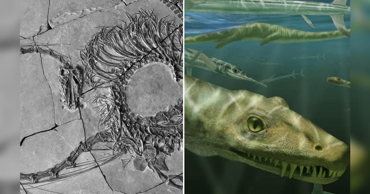 Científicos descubren un fósil de 'dragón' de hace 240 millones de años ...