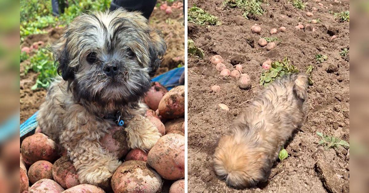 Perrito sorprende al cosechar papas en la sierra de Perú y enternece en ...