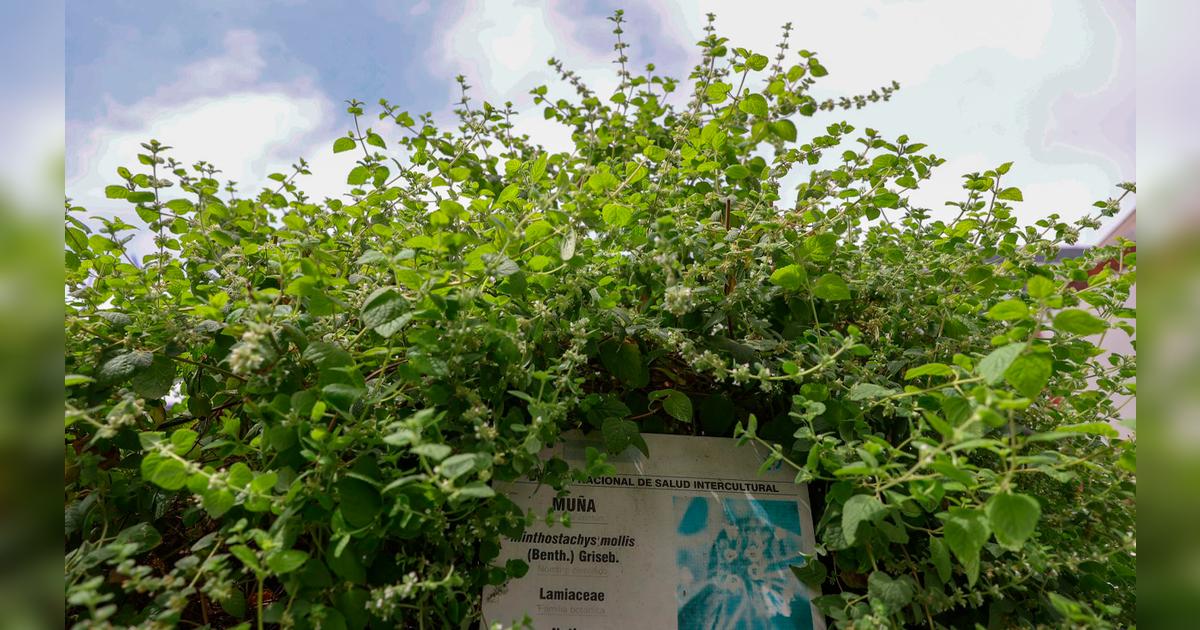 10 beneficios de la muña peruana: qué es, para qué sirve y cuáles son ...