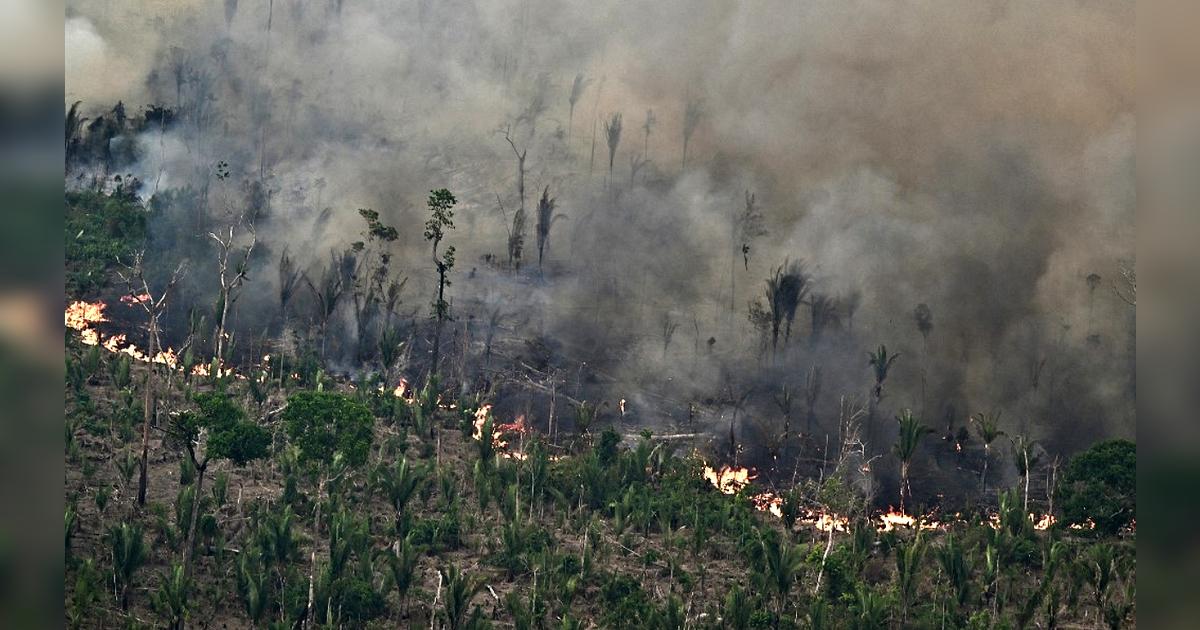 "Un año atípico y alarmante": incendios en Brasil devastaron 30,8 ...