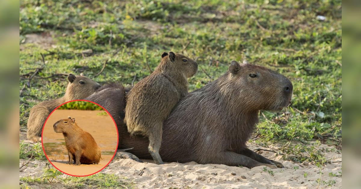 La otra identidad del capibara: ¿por qué en algunos países lo llaman ...