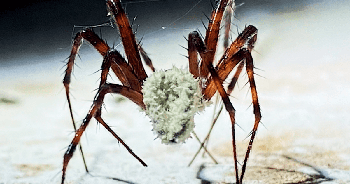 Científicos descubren una especie de hongo capaz de convertir a las ... Científicos descubren una especie de hongo capaz de convertir a las ...