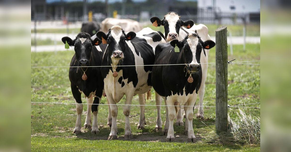 Nuevo caso de zoonosis: detectan "salto" de gripe aviar H5N1 en vacas ...