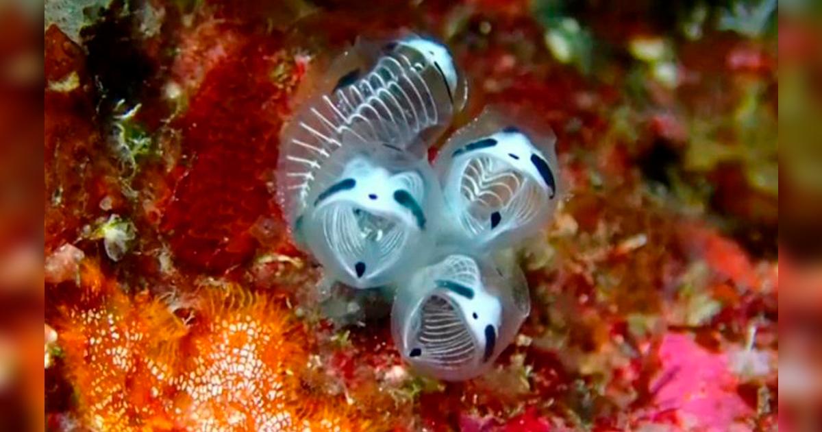 Científicos de Japón descubren extraña criatura marina: tiene cuerpo de ...