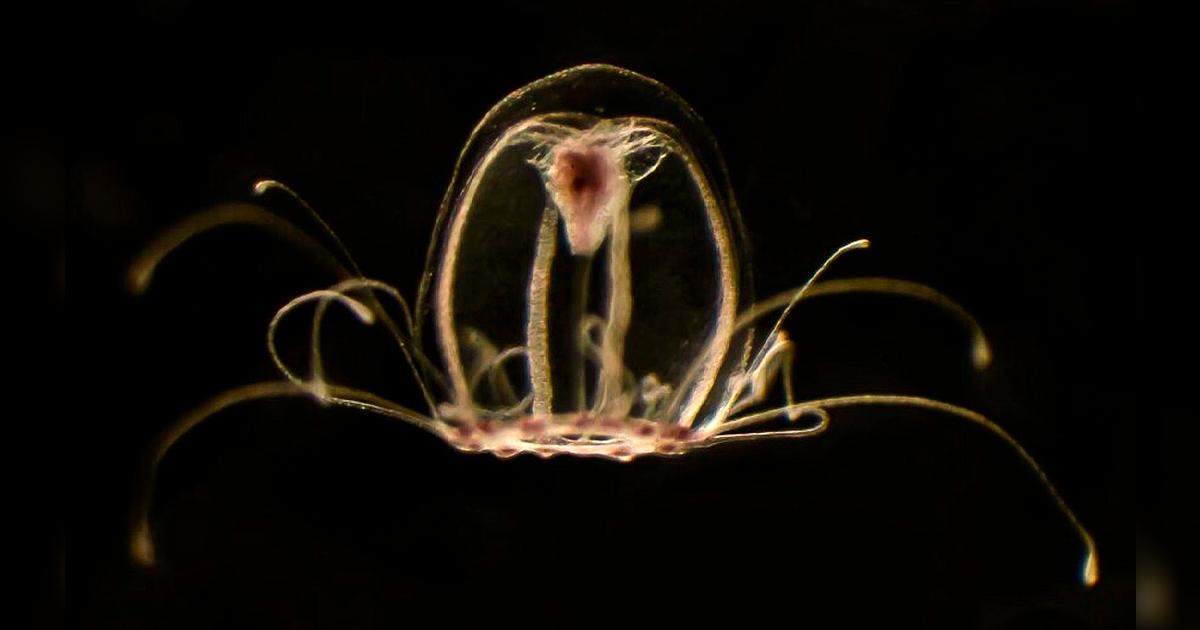 La 'medusa inmortal', especie marina que es capaz de revertir su ciclo ...