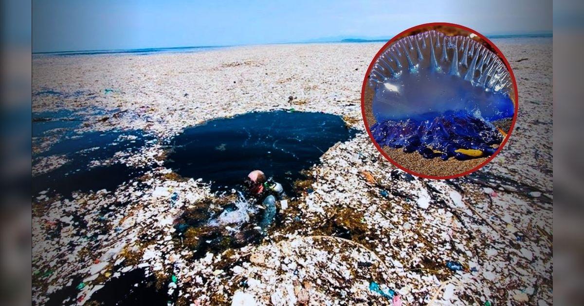 En esta Isla de Basura que supera el tamaño de Perú con 80.000 ...