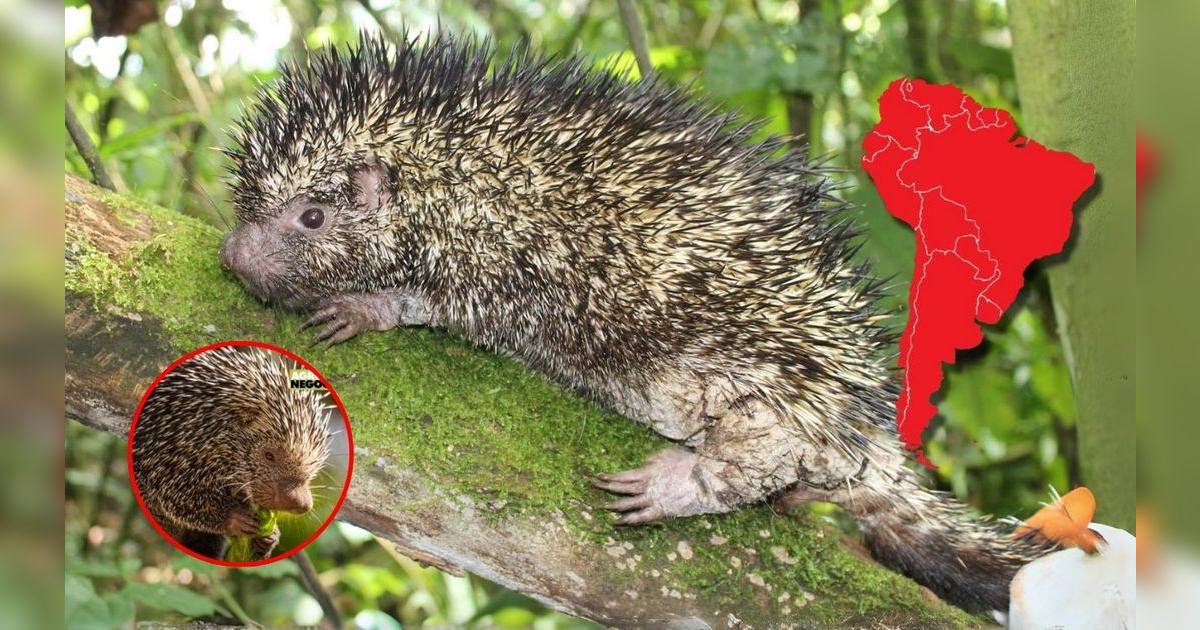 Este país de Sudamérica descubrió una nueva especie endémica de roedor ...