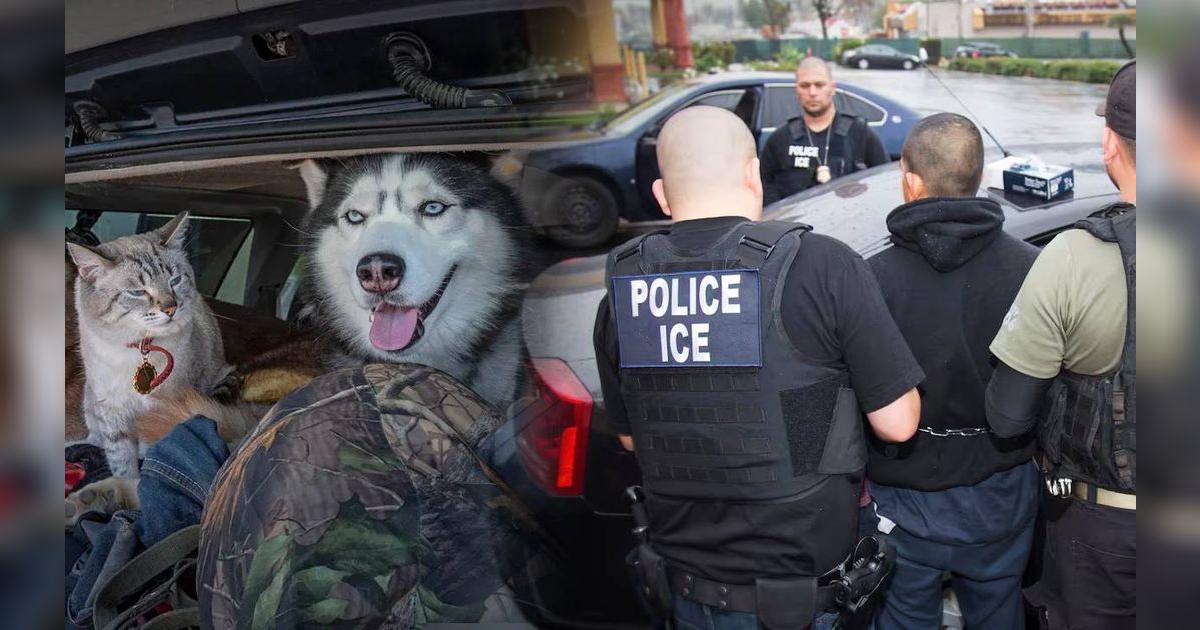Mucha atención, inmigrante: ¿qué hacer con las mascotas si eres indocumentado y te deportan de ...
