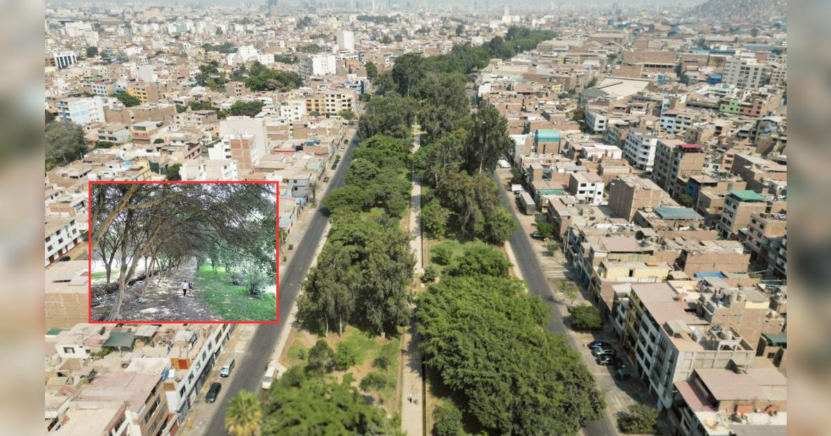 La megaobra en Lima que amenaza con destruir 7.000 árboles de un ...