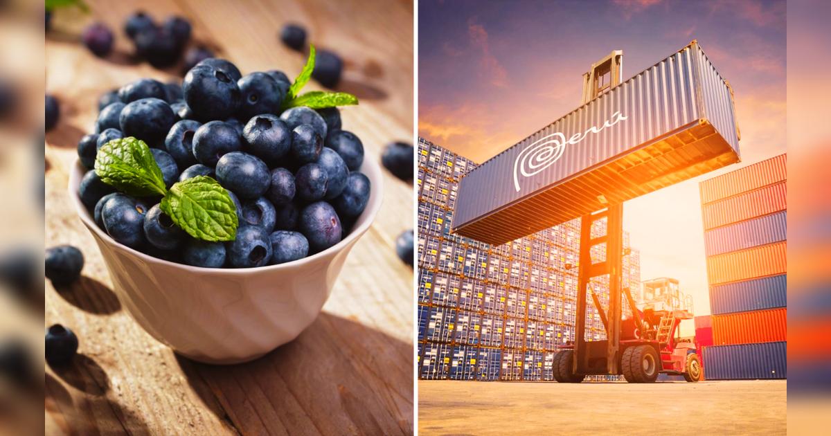 Perú domina el mercado internacional del arándano: exportaciones del ...