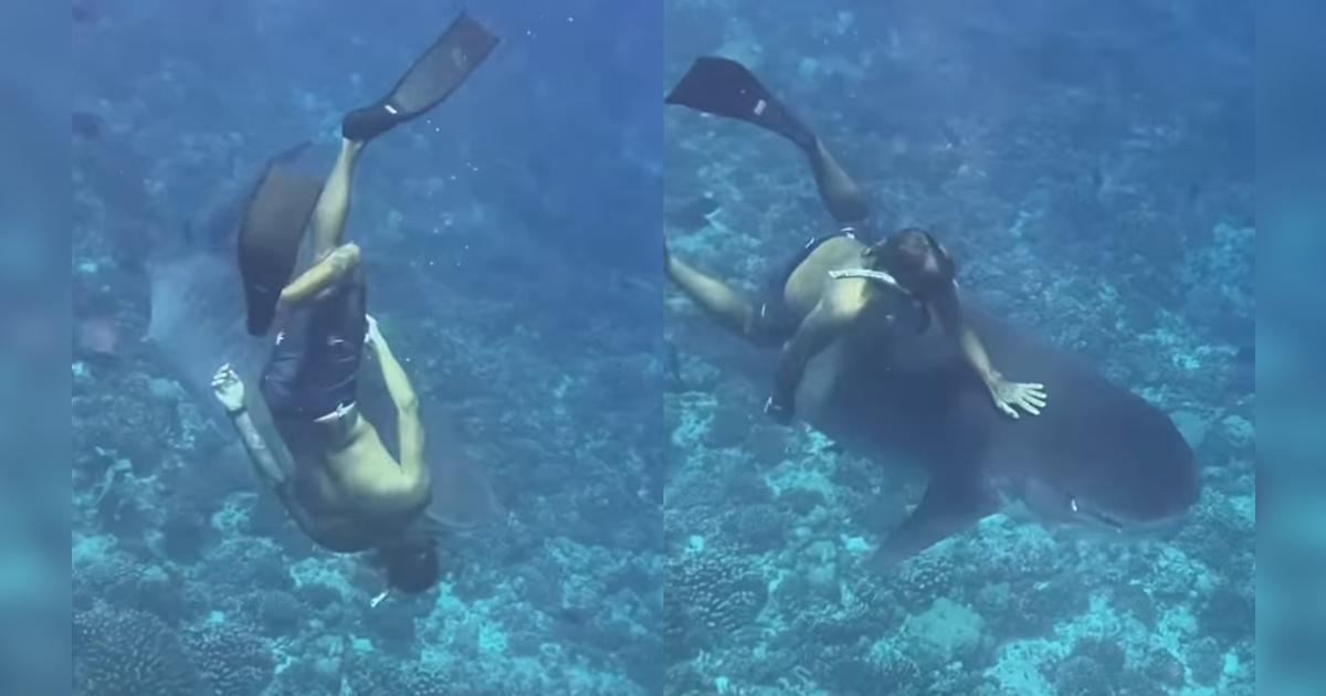 Buzo graba el momento exacto en que casi es mordido por un tiburón en ...