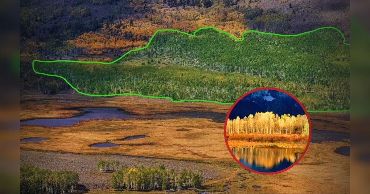 Así luce el ser vivo más grande de la Tierra: es más extenso que un ...
