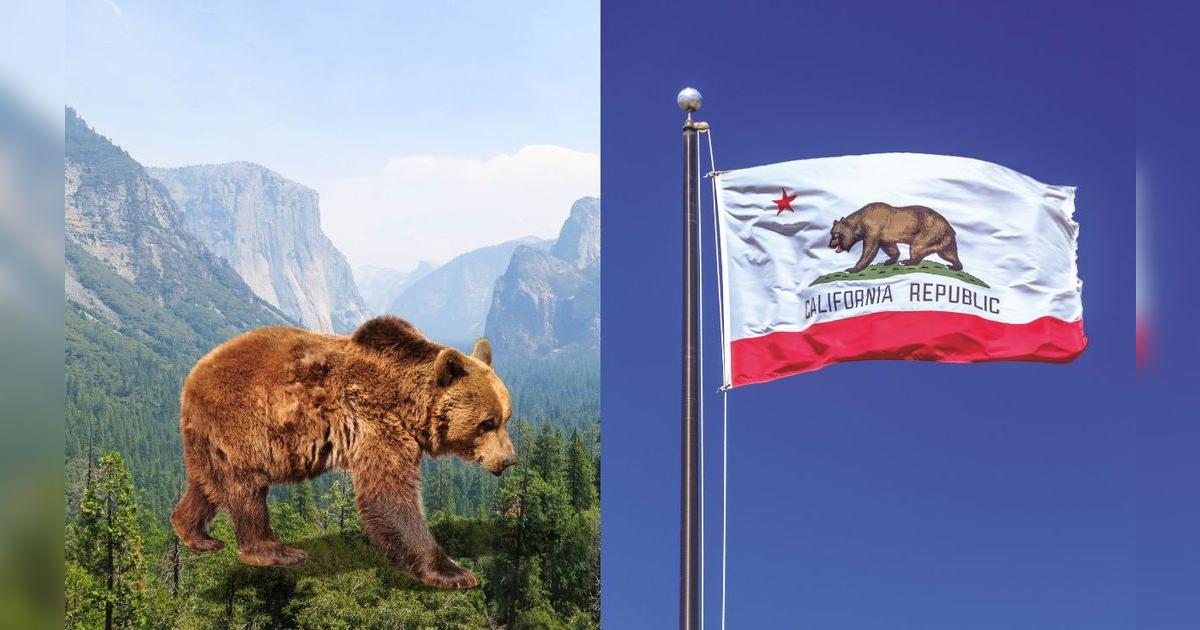¿Por qué hay un oso en la bandera de California? Descubre la historia ...