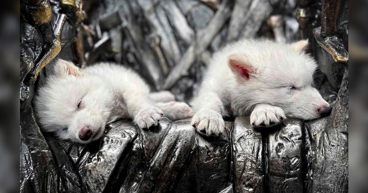 Científicos reviven al lobo gigante, extinto hace 12.500 años: nacen ...