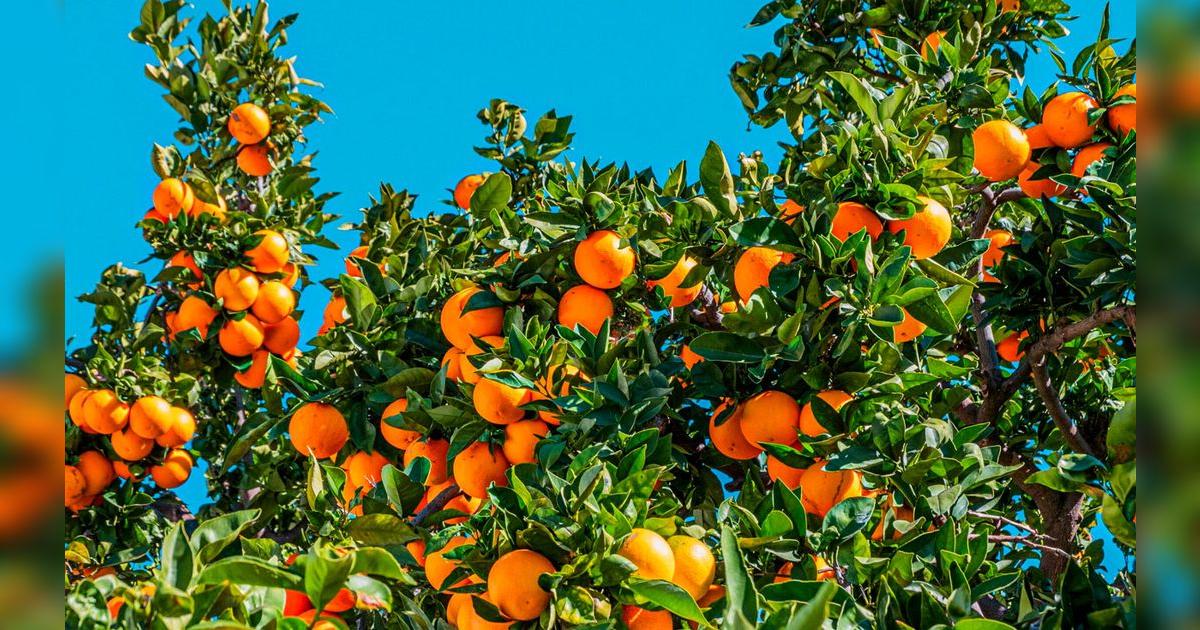 ¿Por qué Florida enfrenta una crisis histórica en la producción de ...
