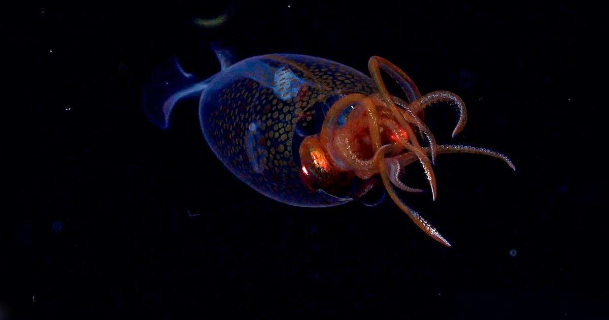 Graban por primera vez en video un calamar colosal en su hábitat desde ...