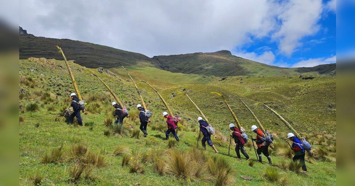 Los Palmeros de Bolívar: la tradición de caminar descalzos entre ...