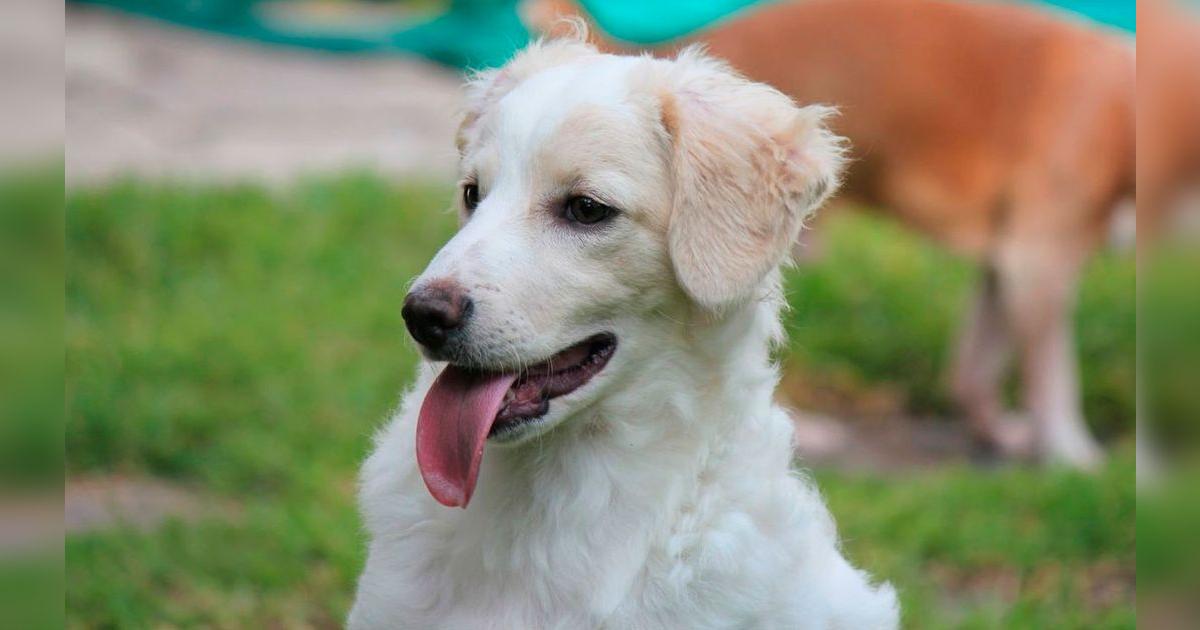 ¡Orgullo nacional! El Pastor Chiribaya destrona al 'perro chino' y se ...