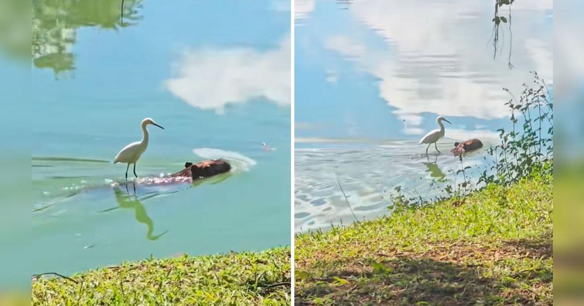 TikTok viral: Garza se posa sobre capibara que está nadando y usuarios ...
