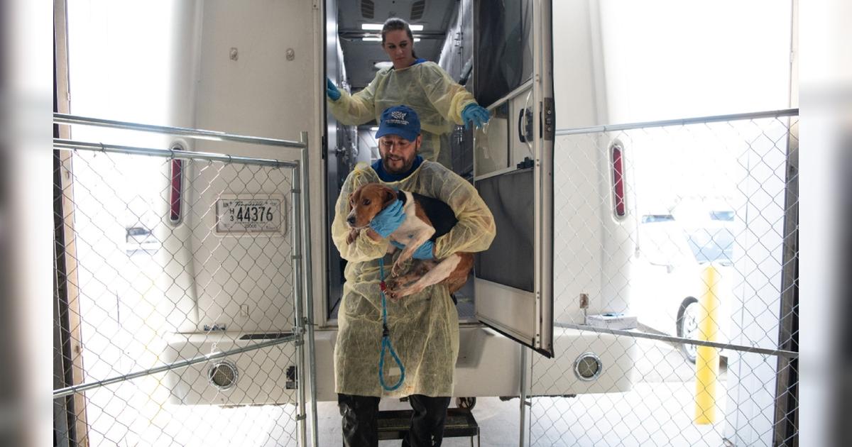 NIH cierra su último laboratorio de experimentación con beagles en ...