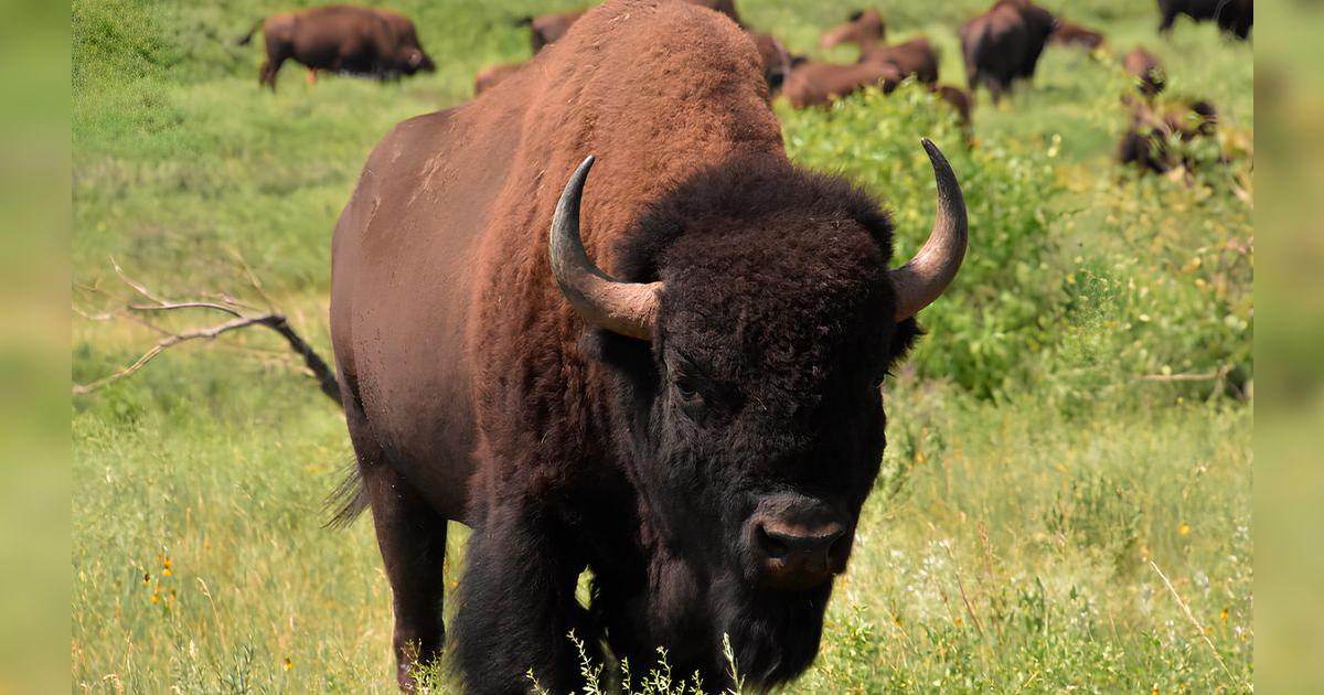 Bisonte embiste y deja herido a hombre de 47 años en un conocido Parque ...