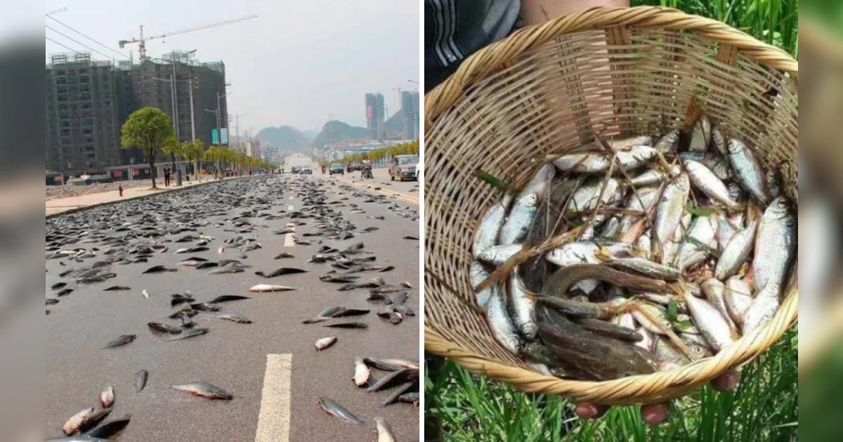 El país de América Latina donde ocurre una increíble lluvia de peces ...