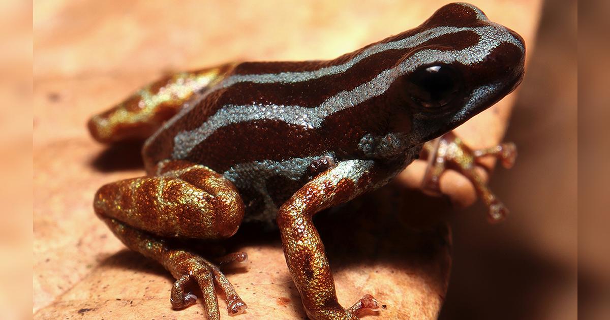 Biólogos descubren una nueva especie de rana venenosa con patas doradas oculta en la Amazonía ...