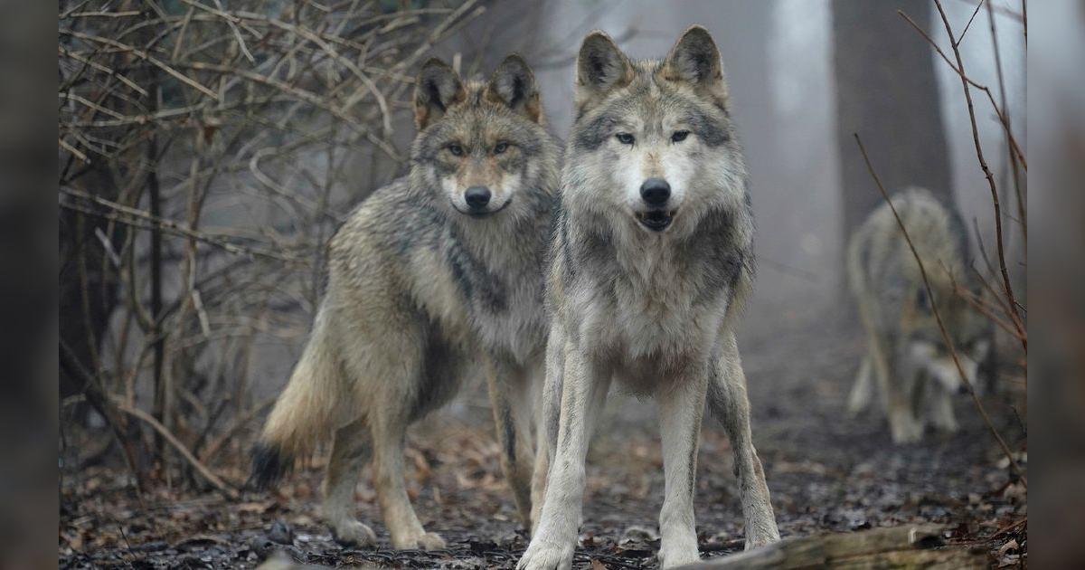 Cuidado, residentes en California: estos son los condados que se ...