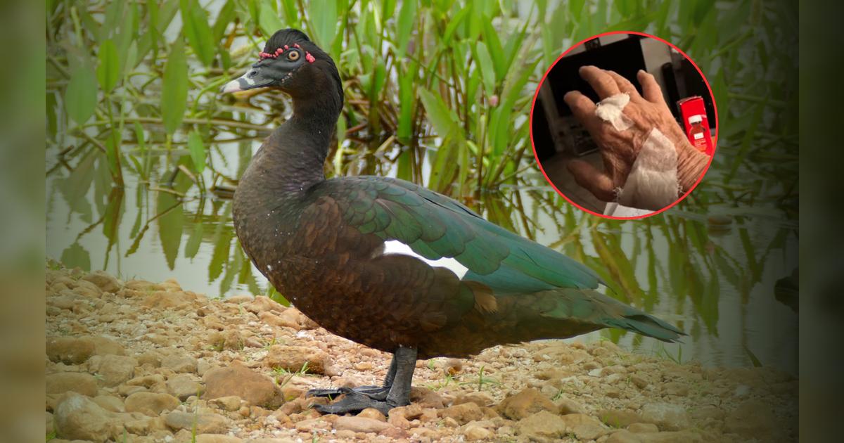 Pato agresivo en Florida hiere a un hombre y causa miedo en vecindario ...