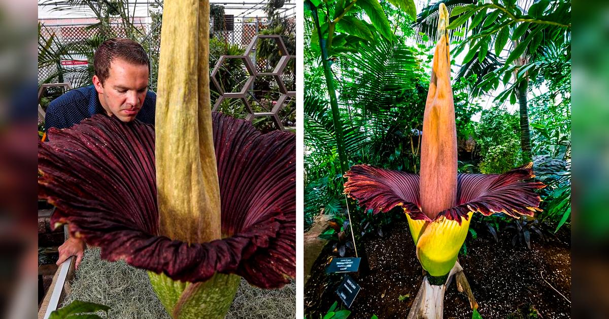 Sabias que la flor más grande del mundo tiene olor a carne podrida ...