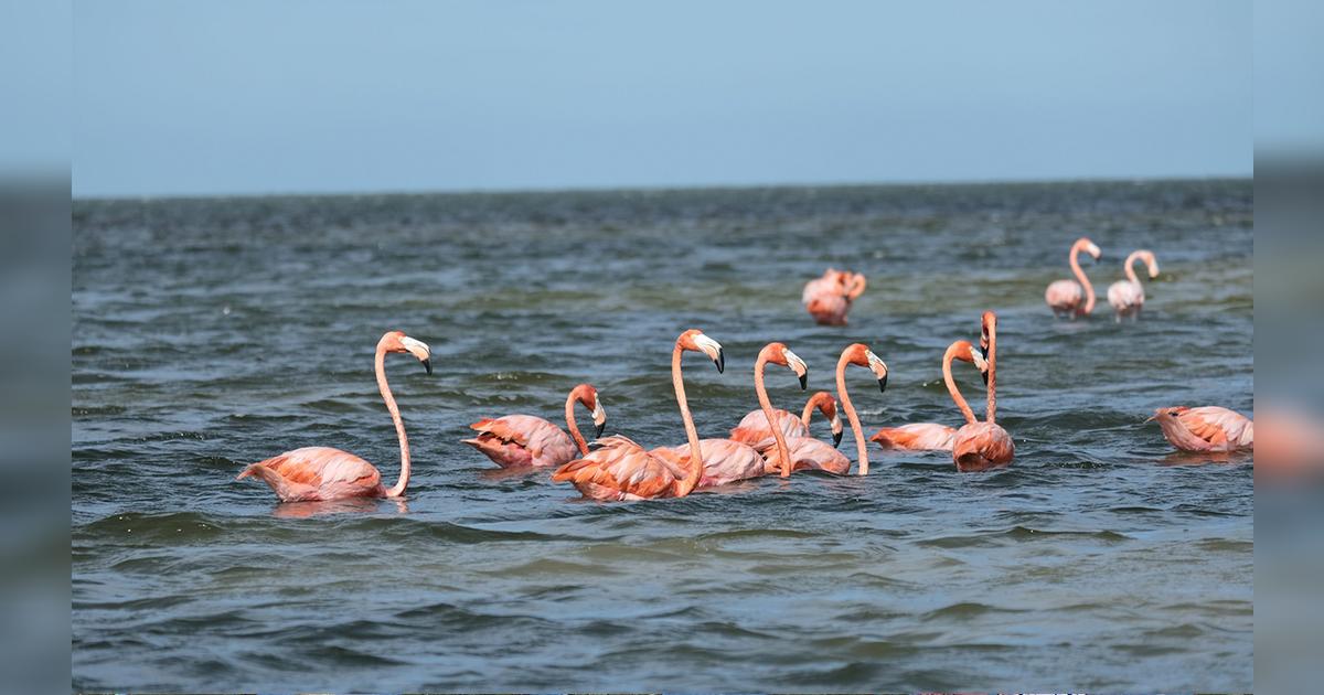 Un animal descubrió cómo crear remolinos en el agua para lograr ...