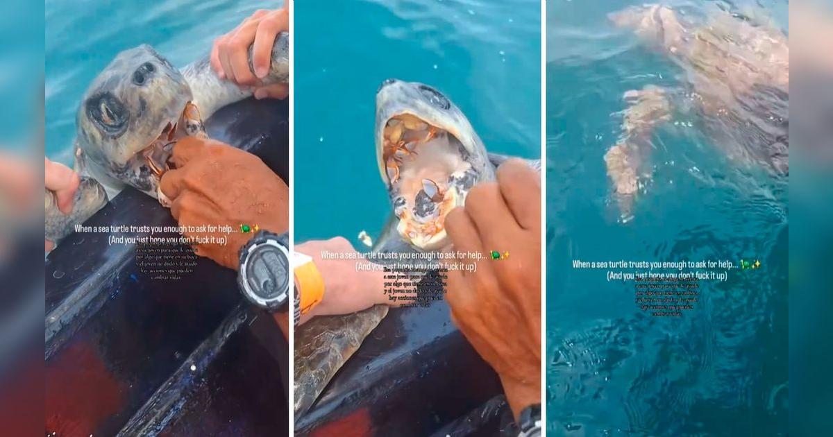 TikTok viral: Tortuga se acerca a un bote y pide ayuda a pescadores ...