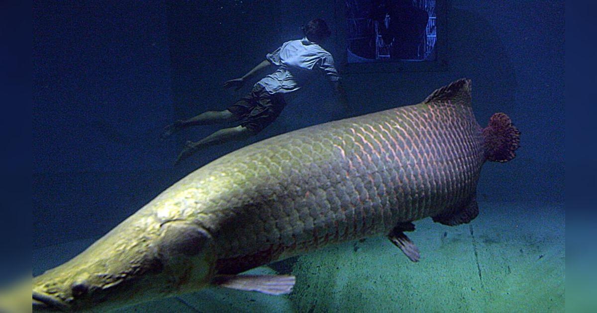 Este es el pez más grande del mundo y habita en Sudamérica: alcanza los ...