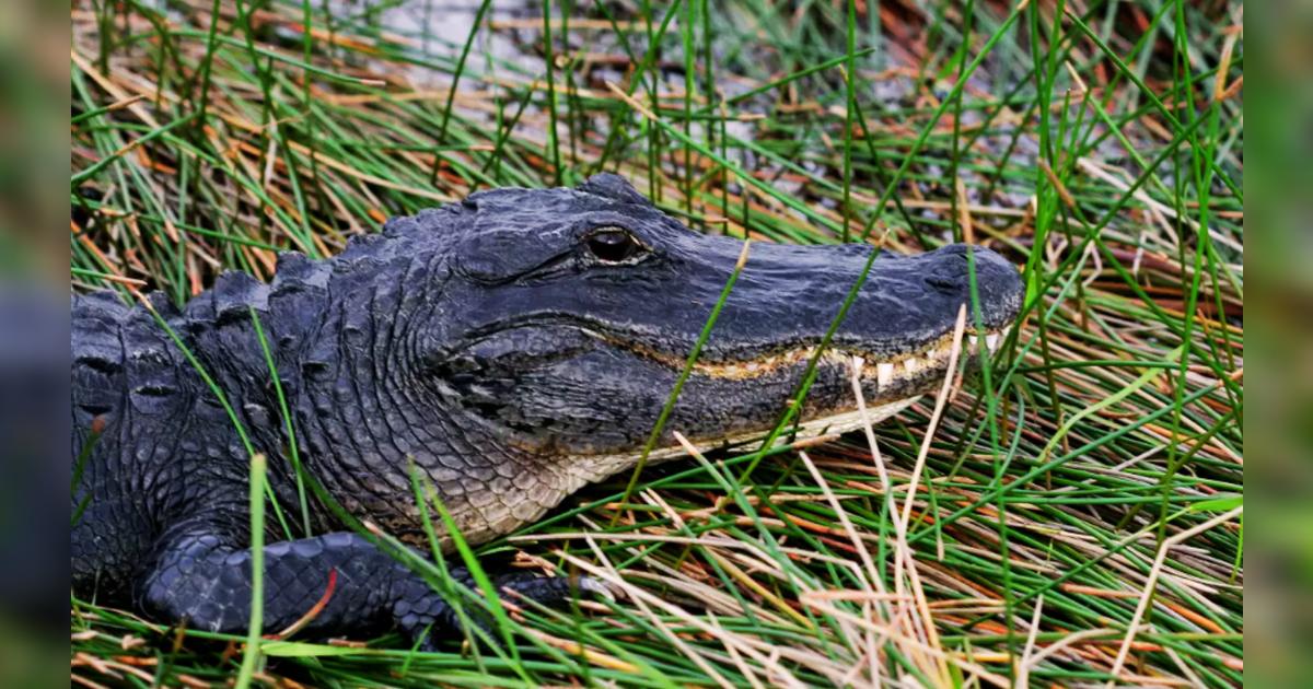 Caimán mata a mujer en Florida con letal 'giro de la muerte' durante ...