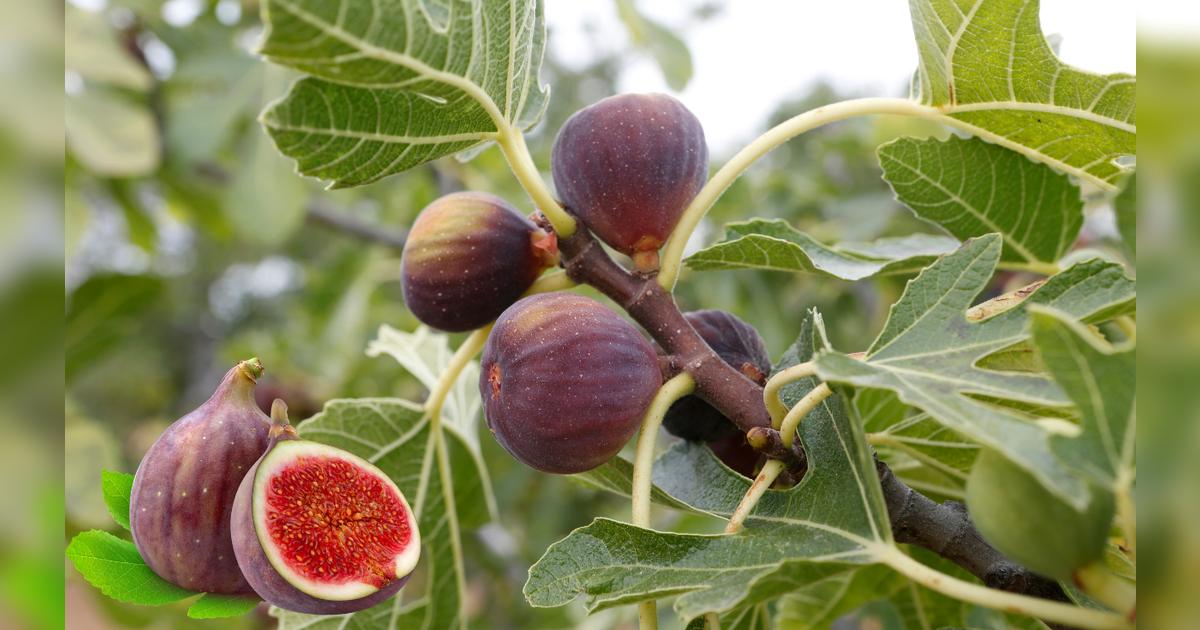 ¿Para qué sirve realmente el higo? Conoce los beneficios de esta fruta ...