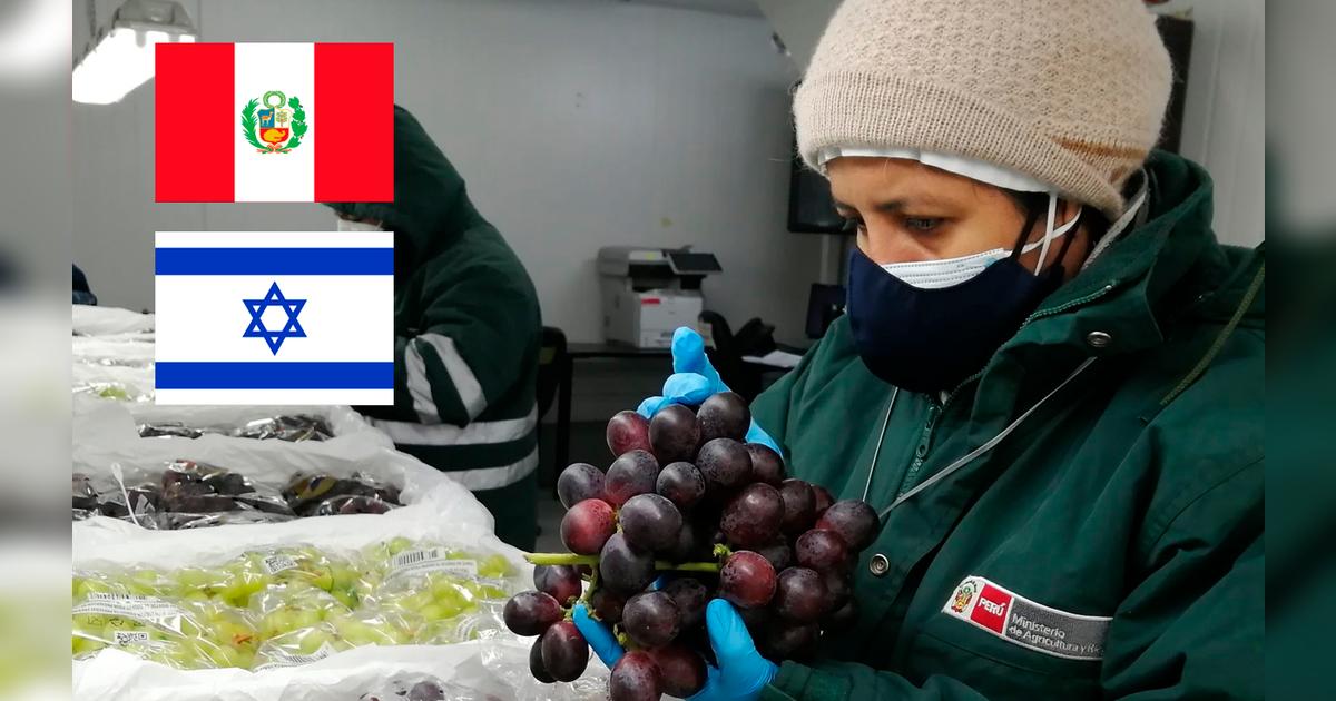 Uva peruana se abre paso al mercado de Israel: Perú se consolida como ...