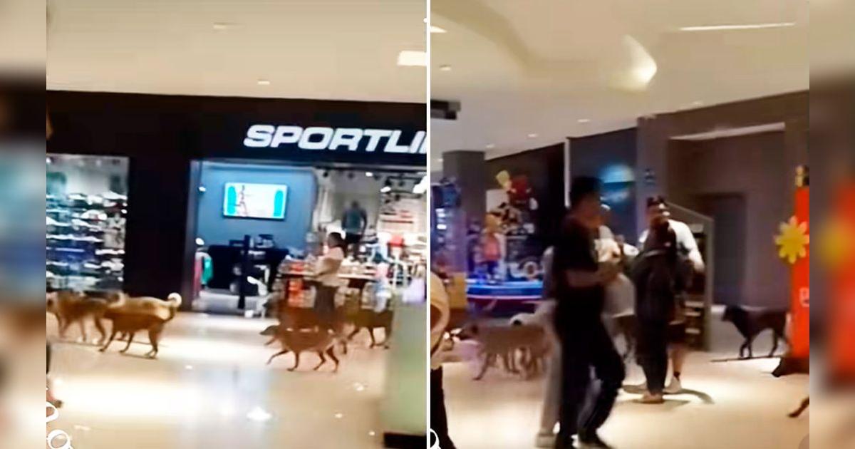 Captan a manada de perros paseando en centro comercial de Perú y en ...
