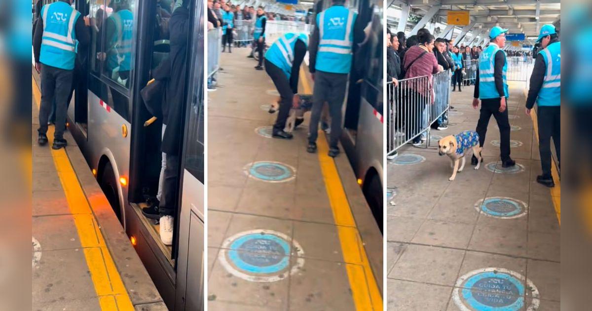 TikTok viral: Trabajadores del Metropolitano sacan a perrita que se ...
