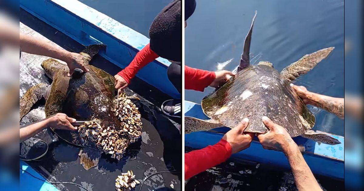 Pescadores liberan a tortuga con percebes y usuarios aplauden la acción ...
