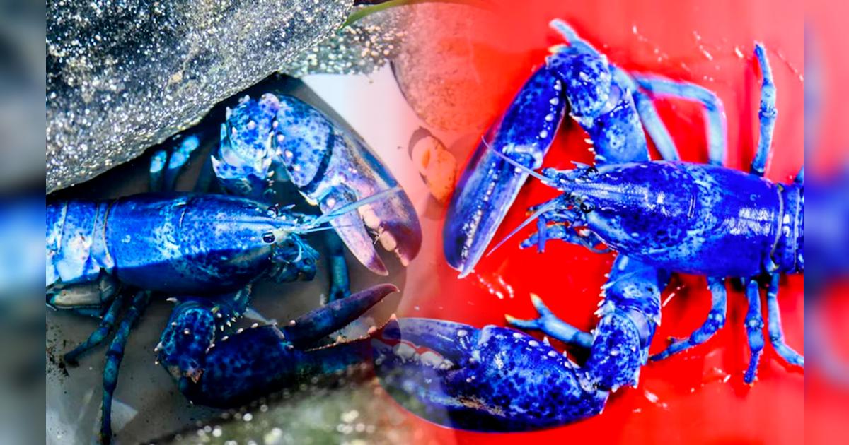 Langostas azules, el extraño fenómeno que sorprende a científicos de EE ...