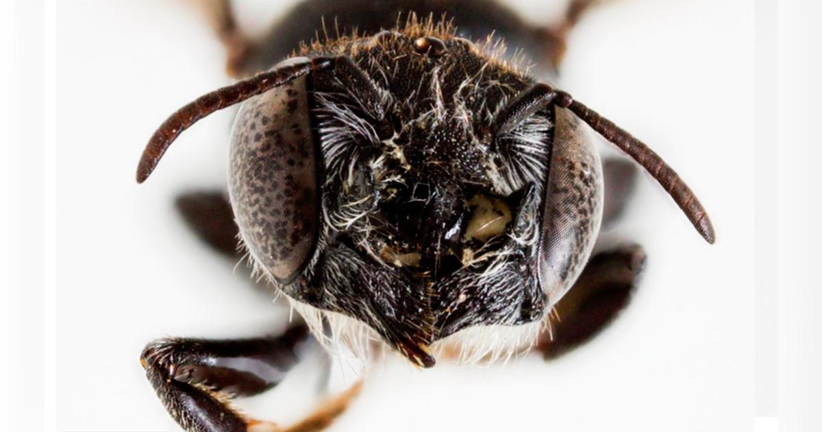 Científica australiana descubre una nueva especia de abeja con ‘cuernos ...