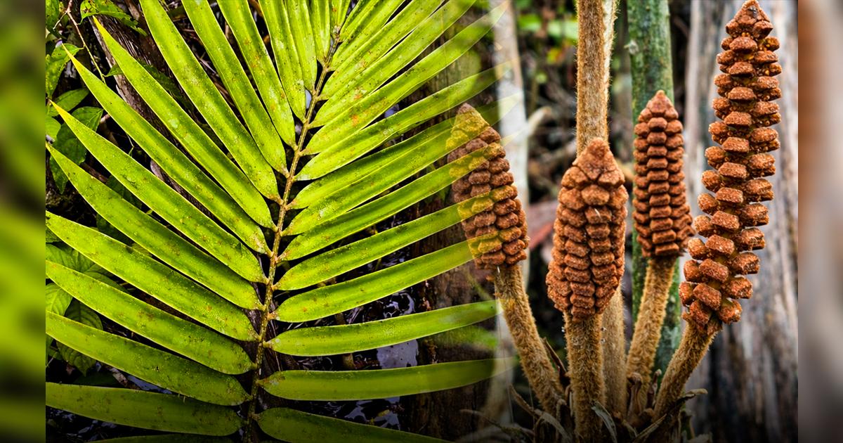 El país de América Latina donde científicos peruanos encontraron en el ...