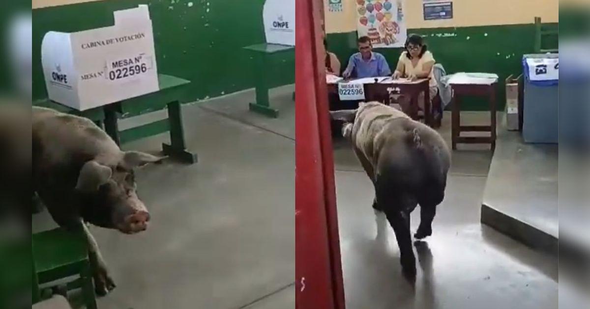 “No quería pagar multa”: cerdo invade centro de votación en Ica y se ...