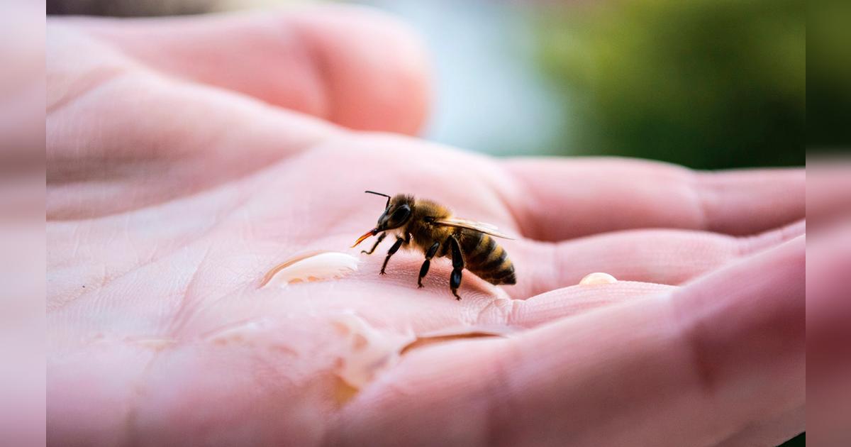 Las abejas entrenadas pueden reconocer rostros humanos: distinguen a ...