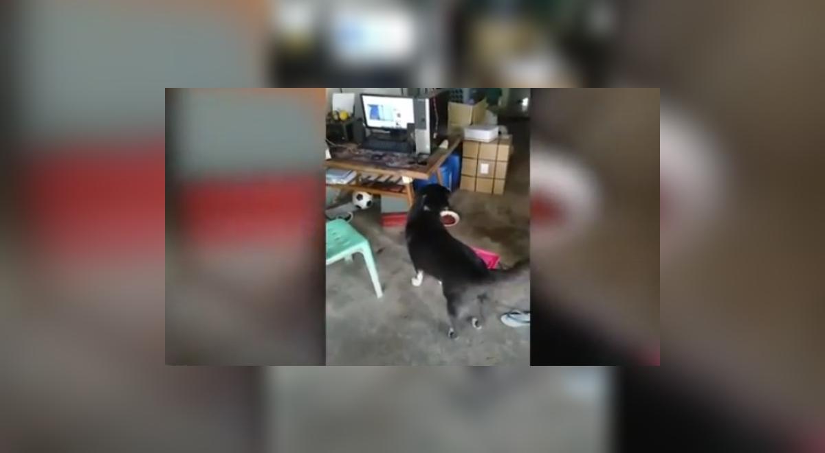 TikTok viral: Perro escucha su canción favorita y su peculiar conducta ...