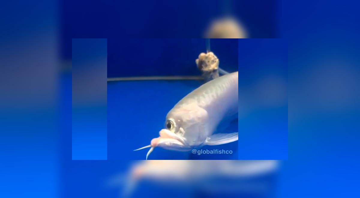 YouTube viral: atrapa extraño pez ‘cíclope’ y su aspecto deja aterrados ...