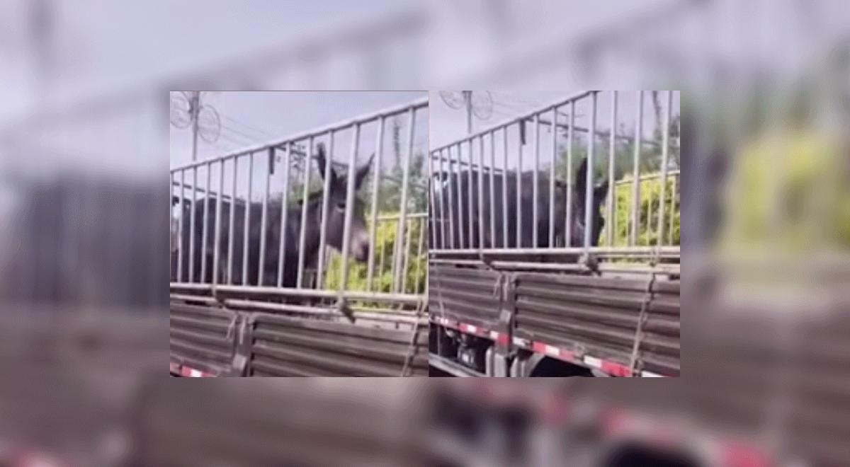 Video viral: Burro llora y se arrodilla para no ser llevado al matadero ...